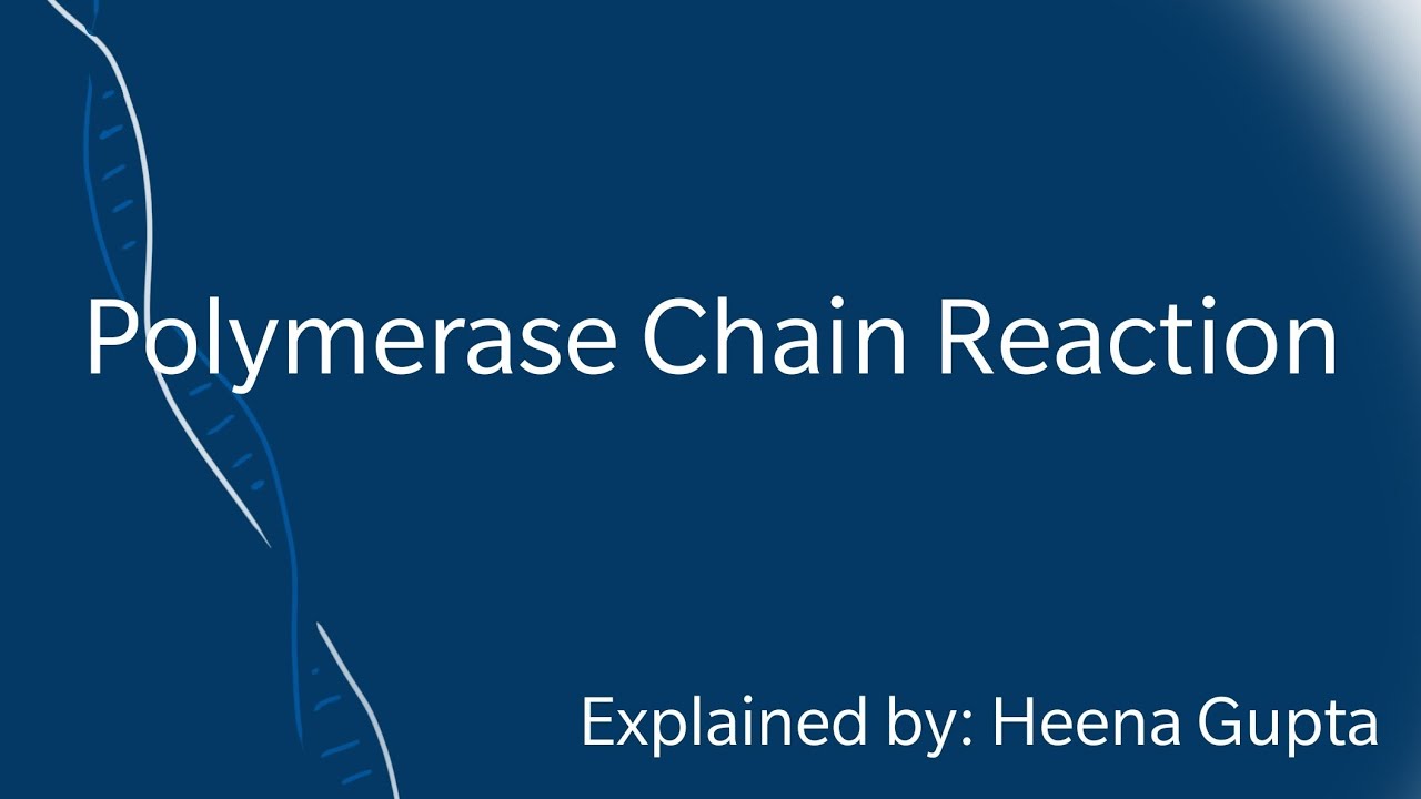 Class 12 Biology NCERT CBSE: Polymerase Chain Reaction - YouTube