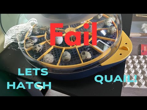 Failing to hatch Quail ! Sad day ! - YouTube
