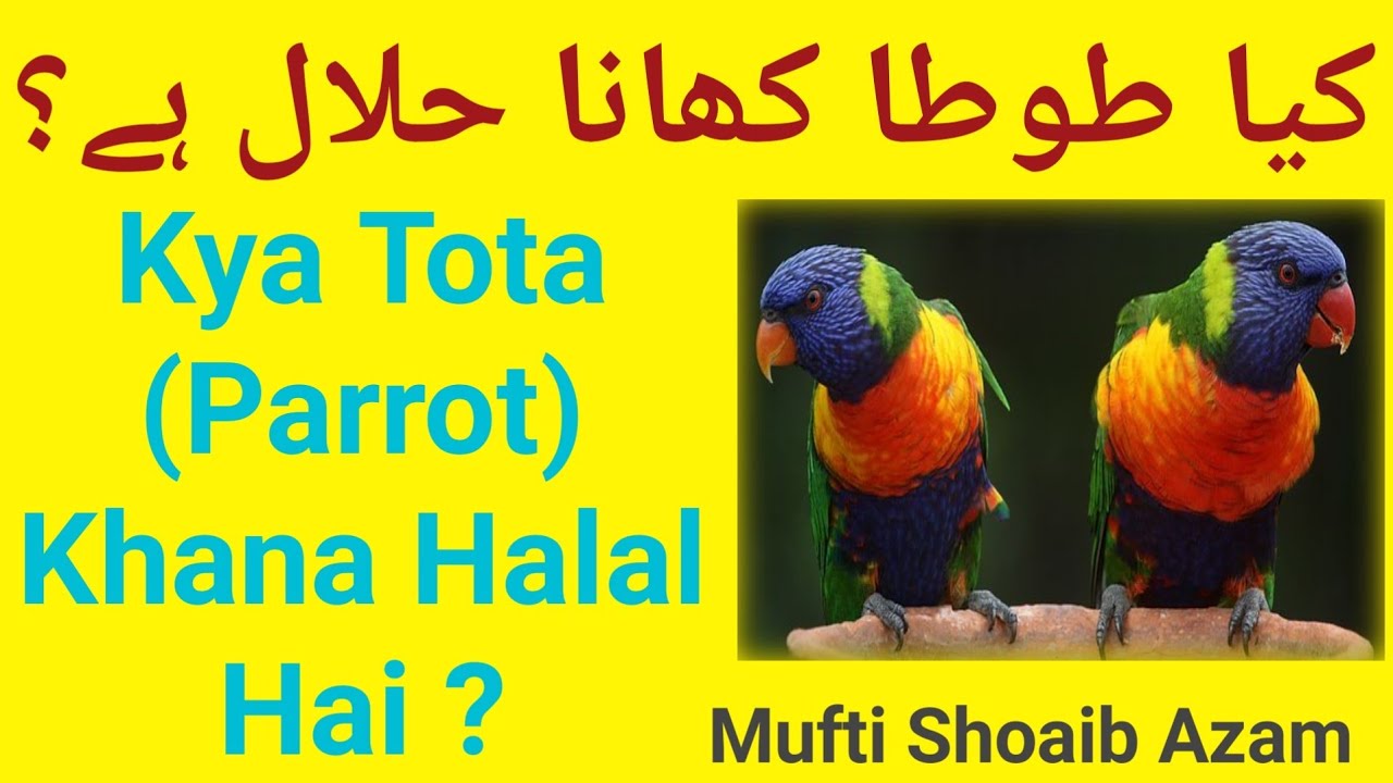 Is Parrot Halal To Eat ? ..Kya Tota halal hai? By Mufti Shoaib Azam ...