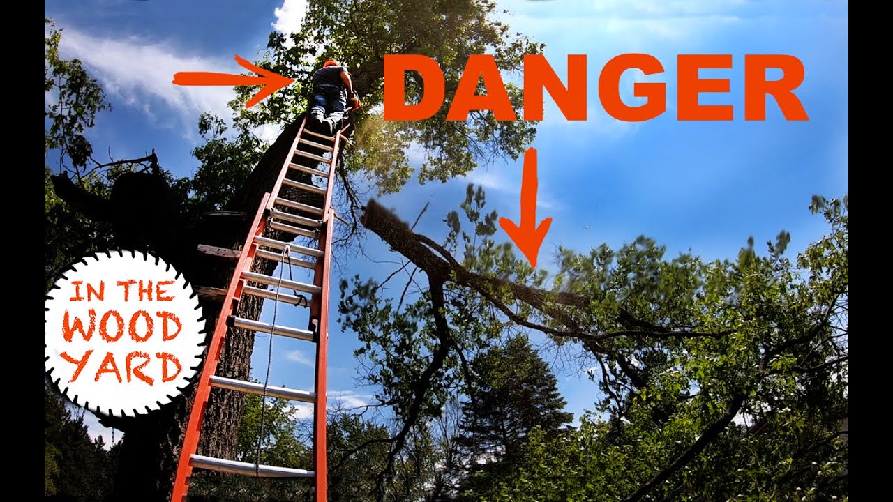 #360 - Dangerous Tree Cutting Gone Right - YouTube