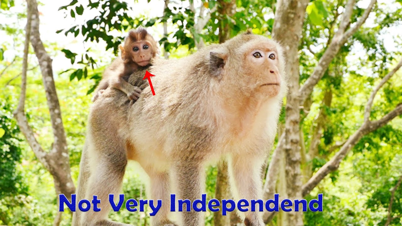 So Different From Emily...Baby Monkey Emma Growing The Same Mom But ...