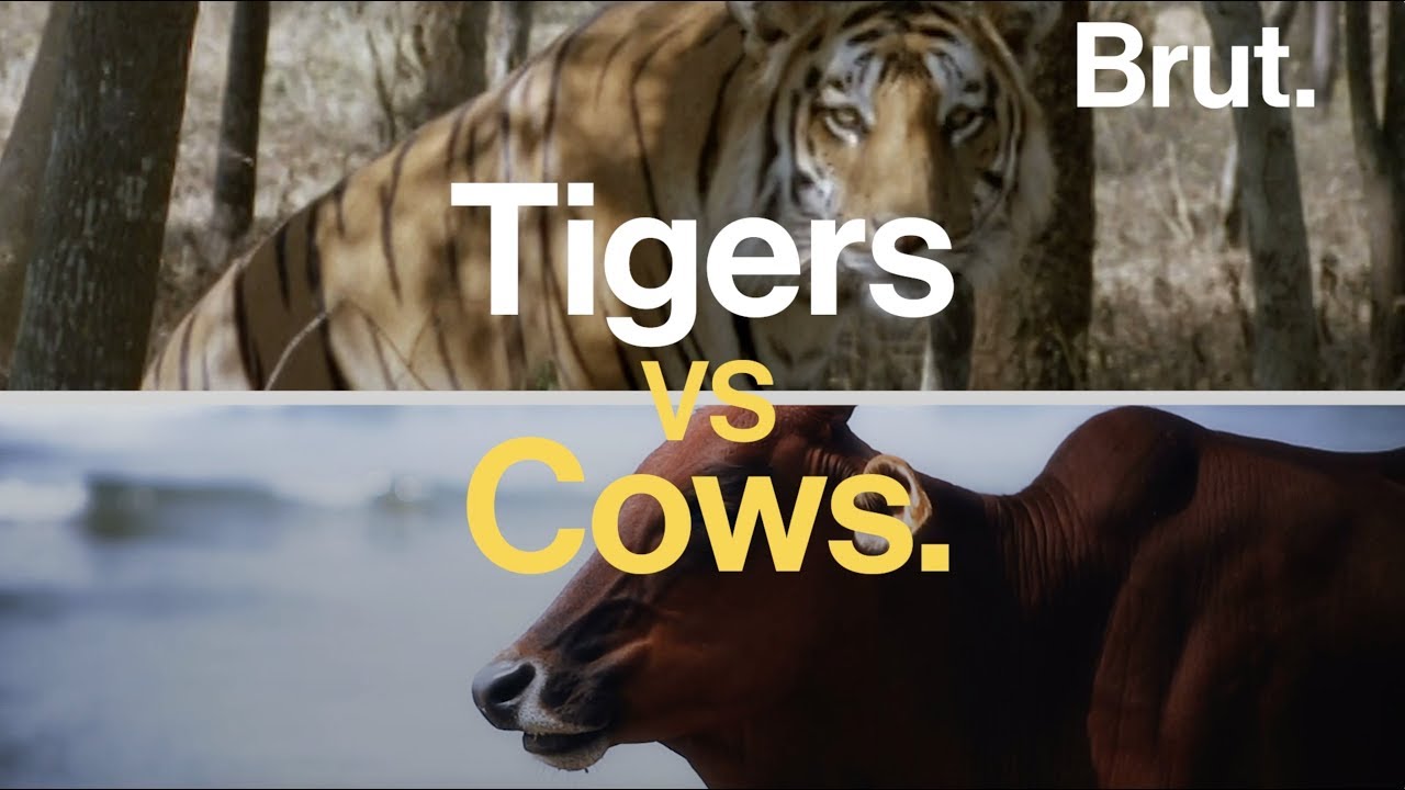 It's Tigers VS Cows - YouTube