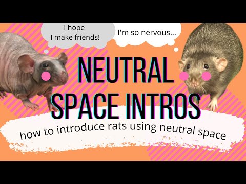 How to Introduce Rats(Neutral Space Method) - YouTube