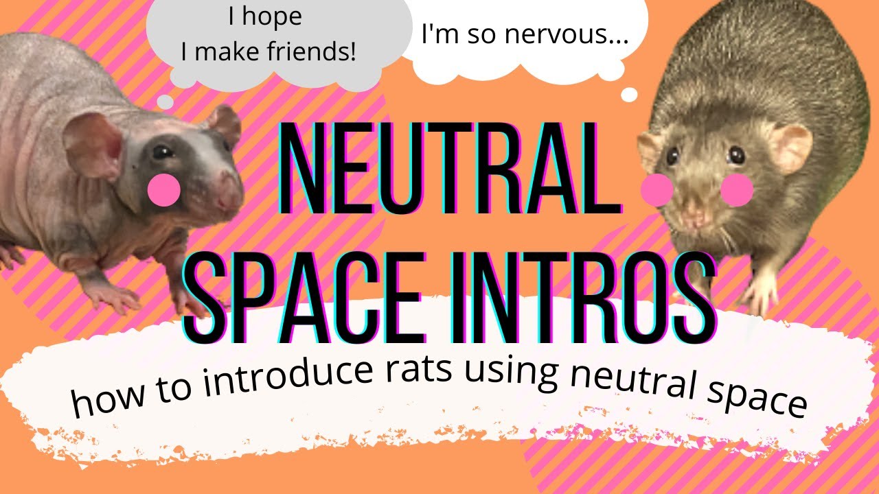How to Introduce Rats(Neutral Space Method) - YouTube