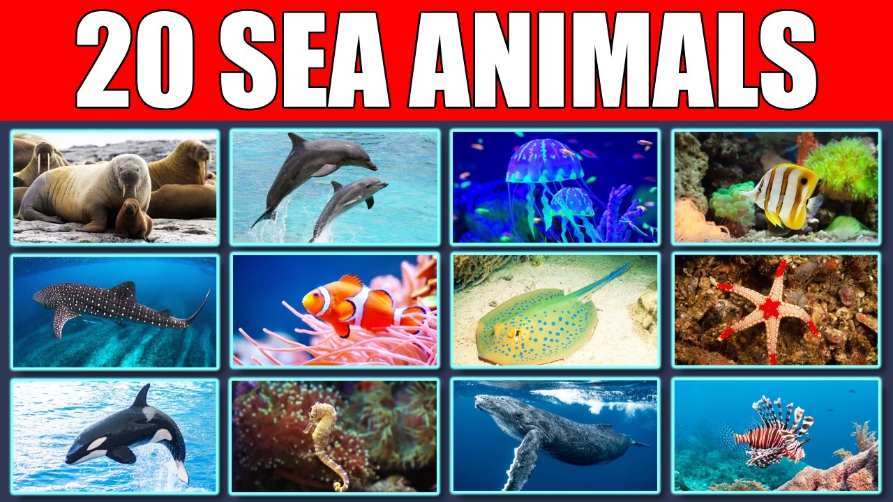 20 Sea Animals for Kids | Learn Sea Animal Names with Pictures 🐠🐬🐙 ...