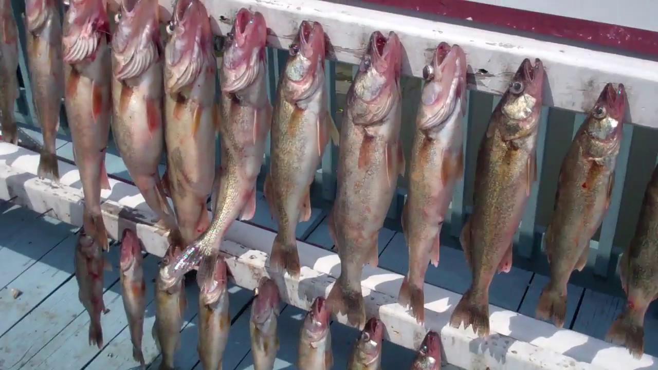 2018 Lake Erie Walleye Fishing Day 1 Catch - Captain Hook Charters ...