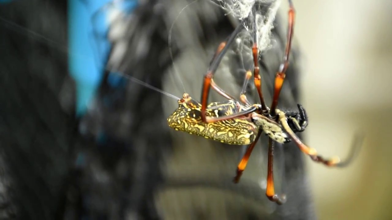 how spider spins first bridge line (ขั้นตอนแรกของการสร้างใยแมงมุม ...