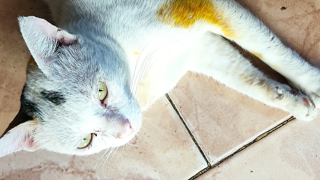 jakkuku nariya patha pudikalappa Nan enna pandrathu#shashasha0709 # ...