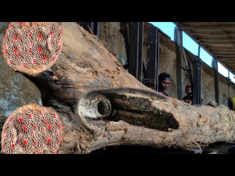 Angel's Hand || Branched Wood That Nearly Killed One of the Teak Wood Cutter