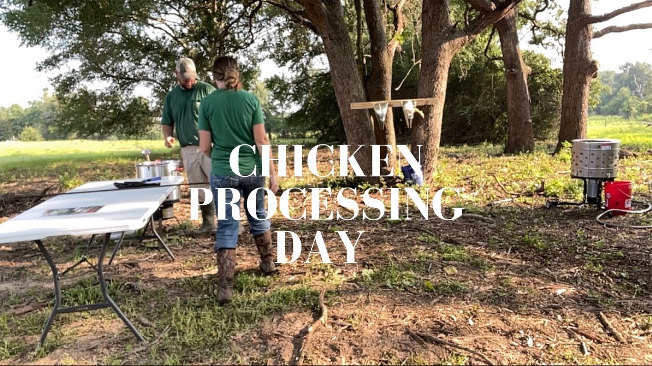 It’s Chicken Processing Day! (Our set up, tips and process explained ...