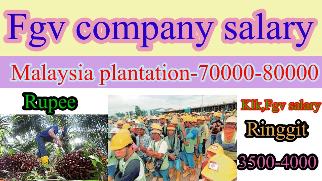 #fgv,klk plantation company salary ||worker kamate hai - YouTube