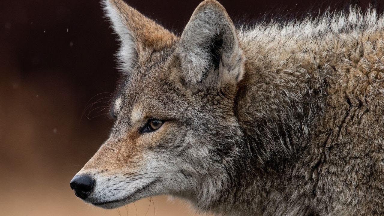 5 Tips For: What You Should Do If You See a Coyote in Your Neighborhood ...