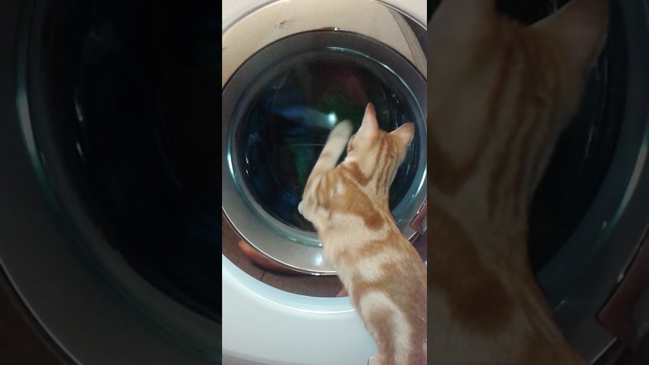 Kitten cat washing machine - YouTube