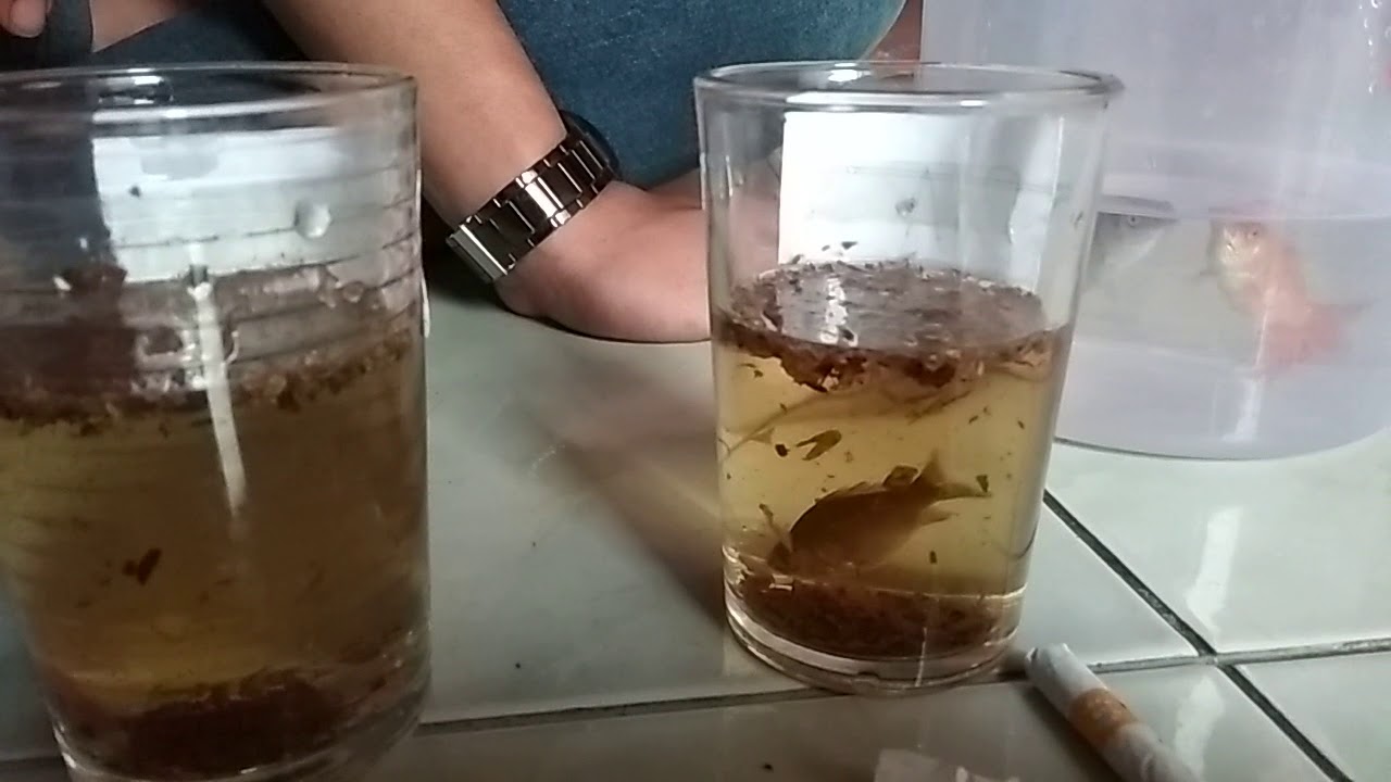 Testimoni roko SIN dengan roko yang beredar di warung warung - YouTube