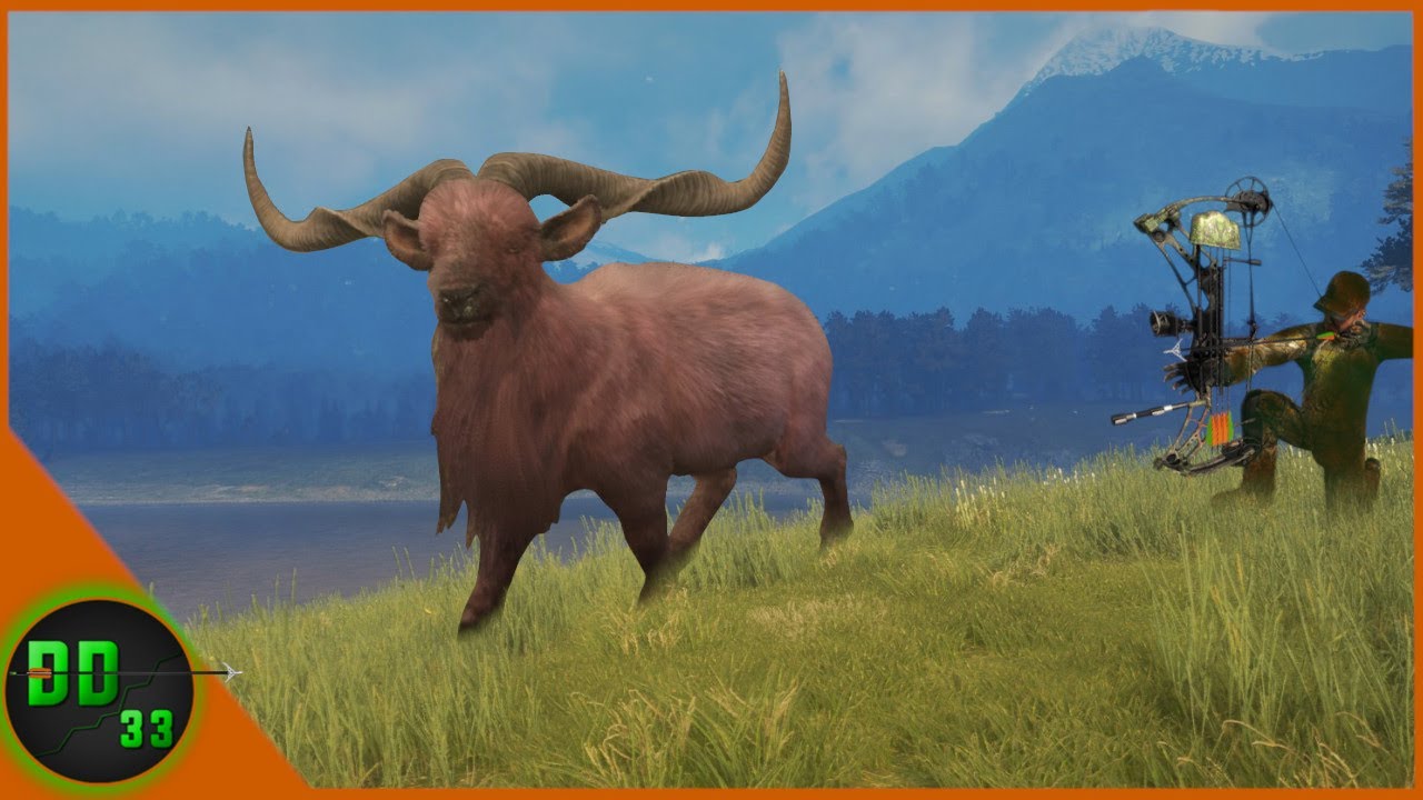 Bow Hunting Giant Feral Goats in New Zealand! Call Of The Wild - YouTube