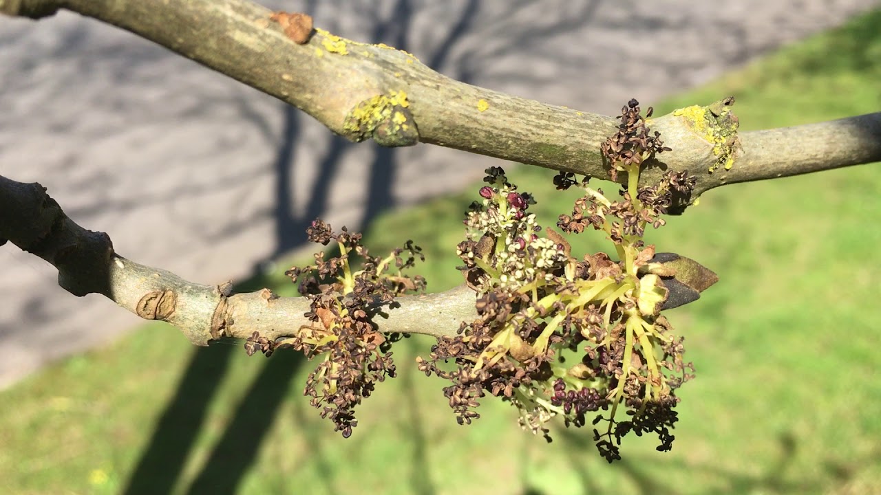 Common ash (Fraxinus excelsior) - flowers - April 2018 - YouTube