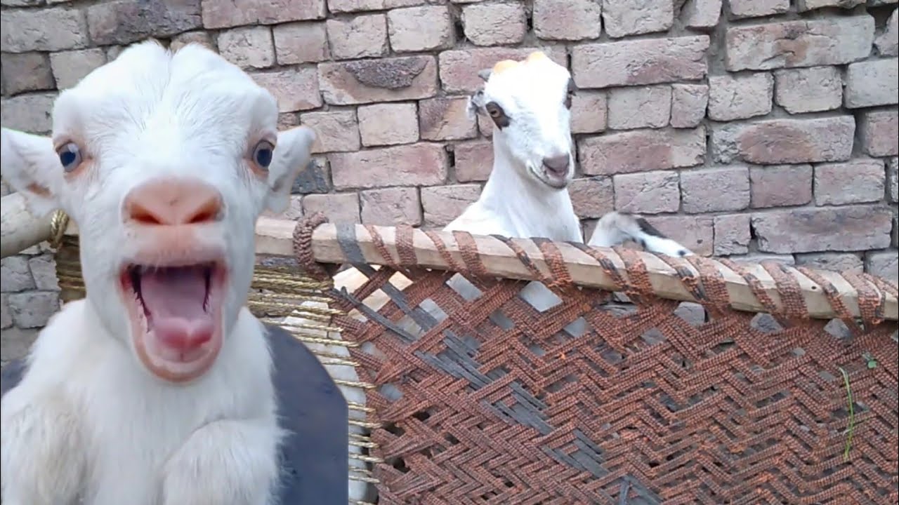 Skinwalker Disguised as a Goat 🐐😲😲||Goat Baby Video||Goat - YouTube
