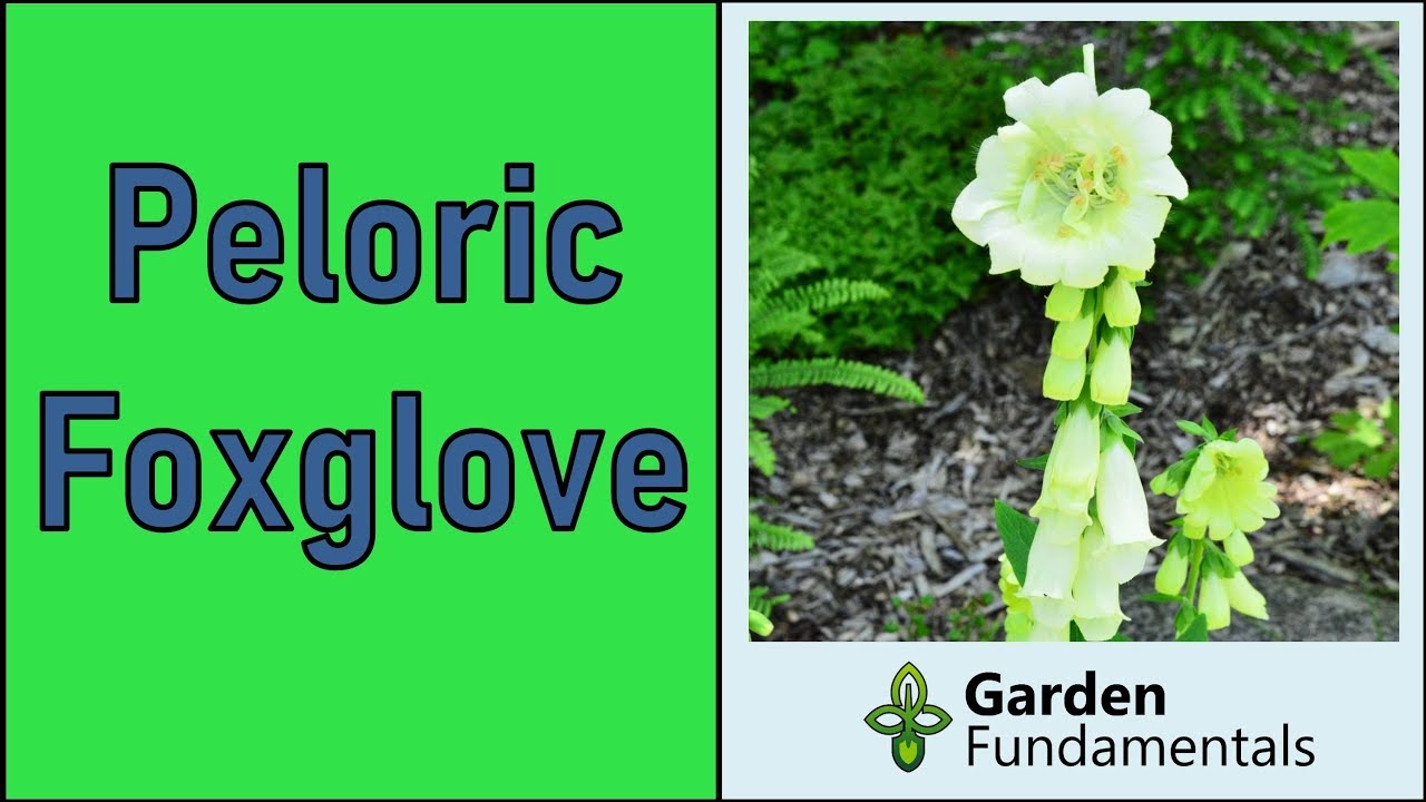 Monstrous Peloric Foxglove Flower👾👾👾Digitalis purpurea monstrosa - YouTube