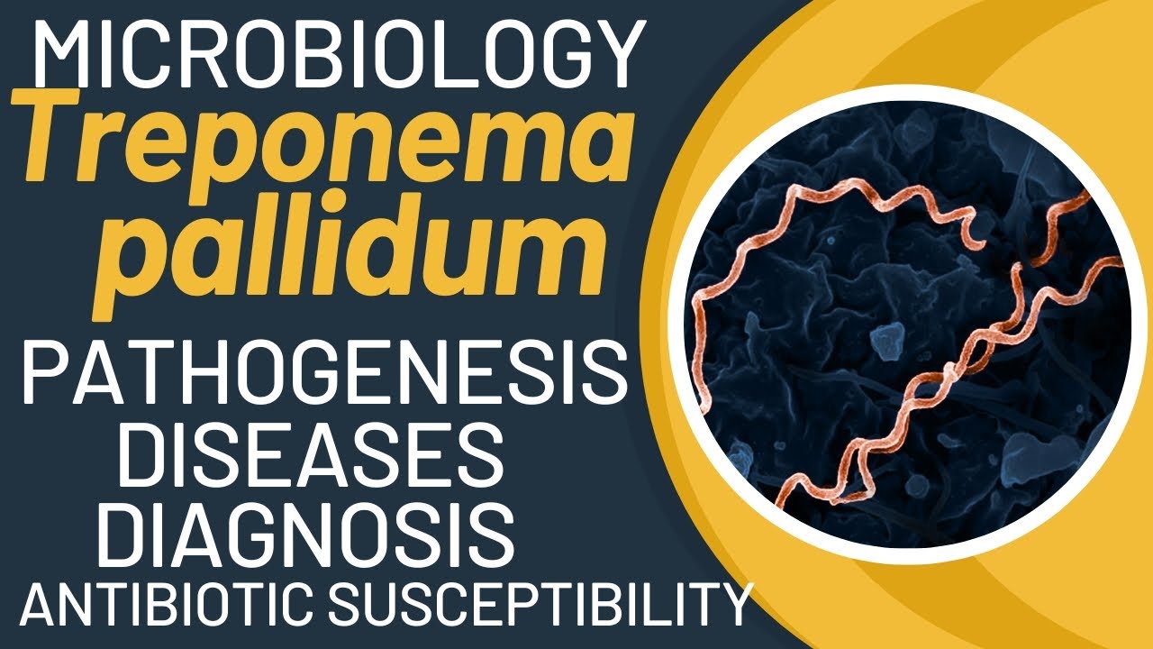 Treponema pallidum pathogenesis | Treponema pallidum microbiology, lab ...
