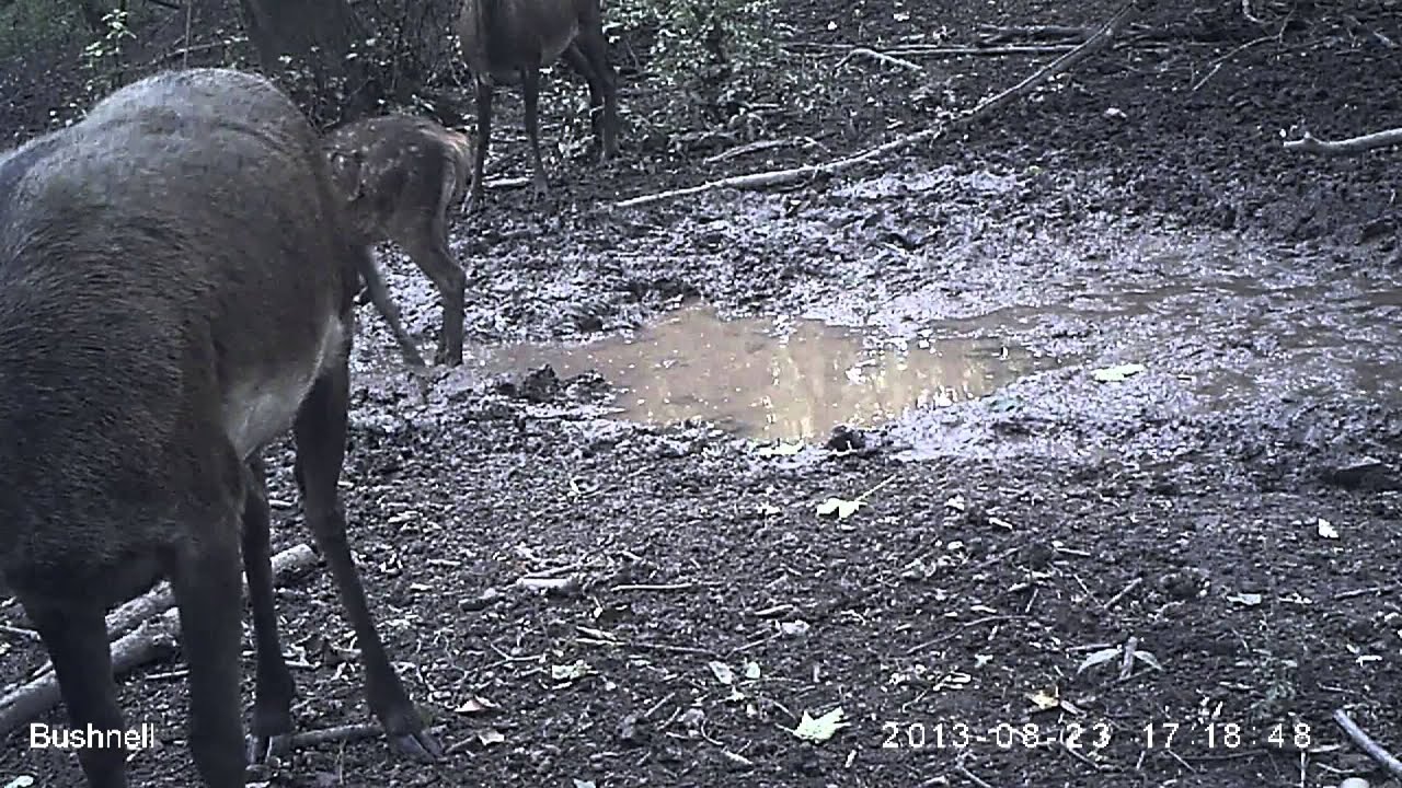 Red Deer Wallow Aug 23rd - YouTube