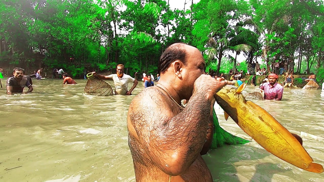 Amazing stinging catfish fishing | Extraordinary native horn fish are ...
