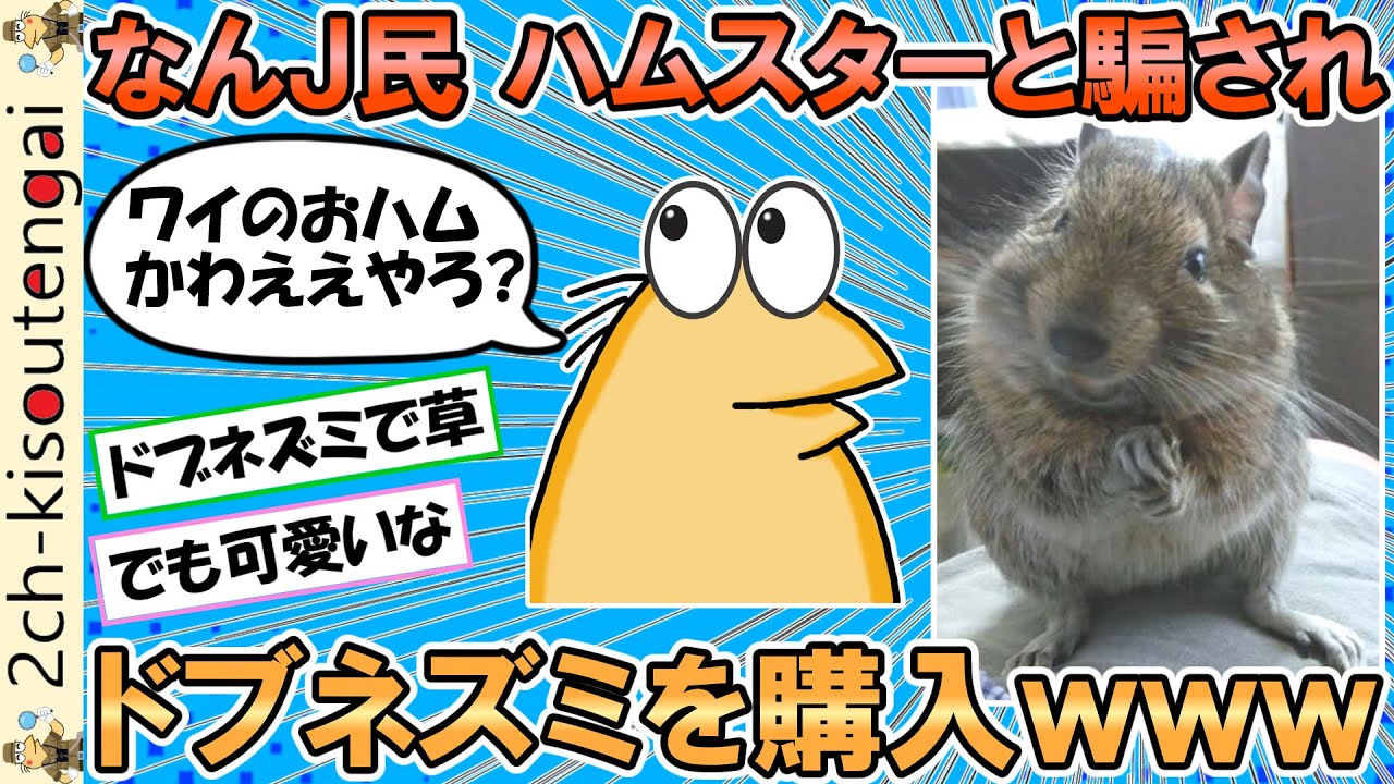 【悲報】なんJ民、ペットショップでハムスターと騙されてドブネズミを購入してしまうwww【ゆっくり】【2ch面白いスレ】 - YouTube