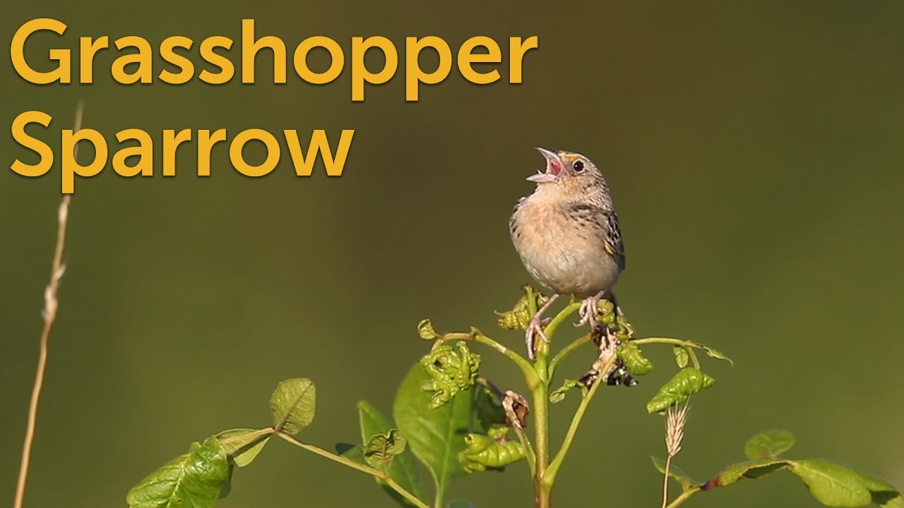 Grasshopper Sparrow: Secretive Singer - YouTube