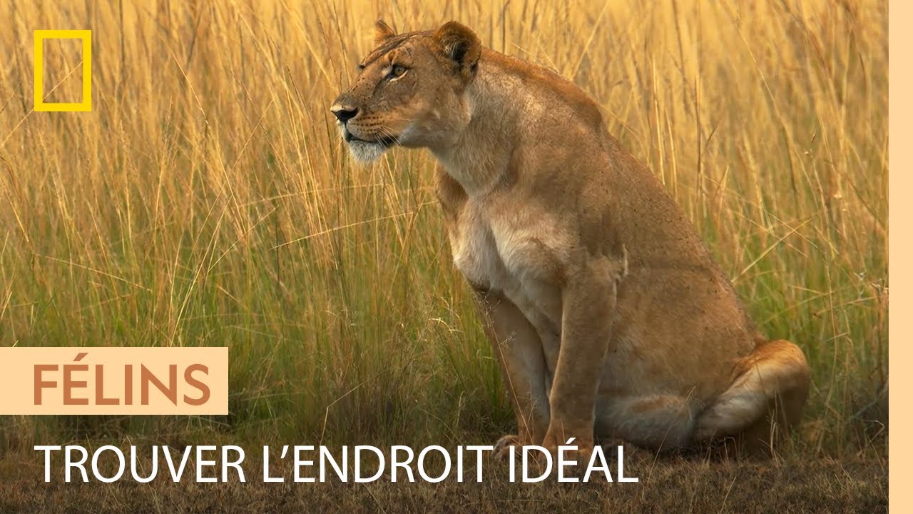 Comment une lionne choisit-elle où mettre bas ? - YouTube