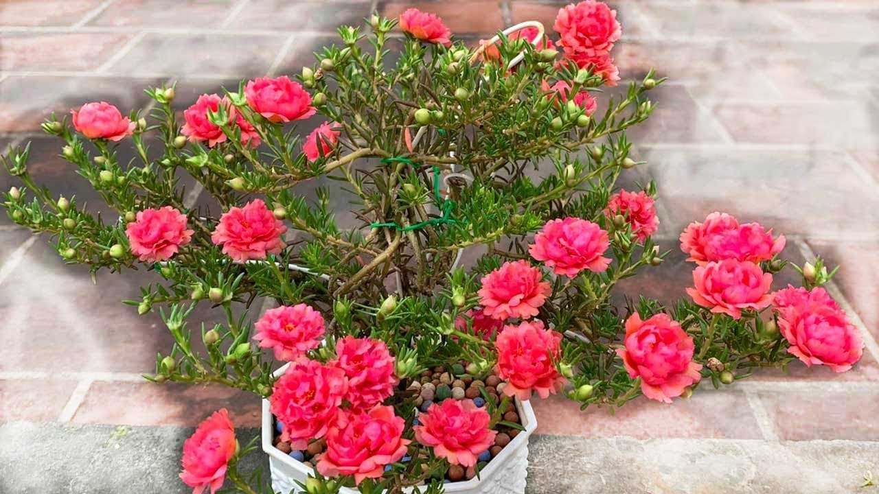 Beautiful portulaca flower pots, you can do it too - YouTube