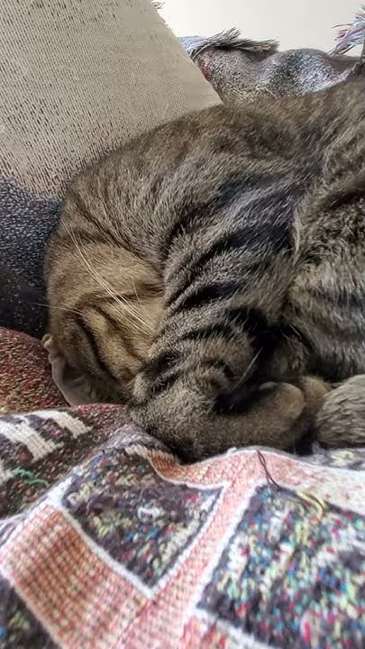 Do cats really snore?? - YouTube