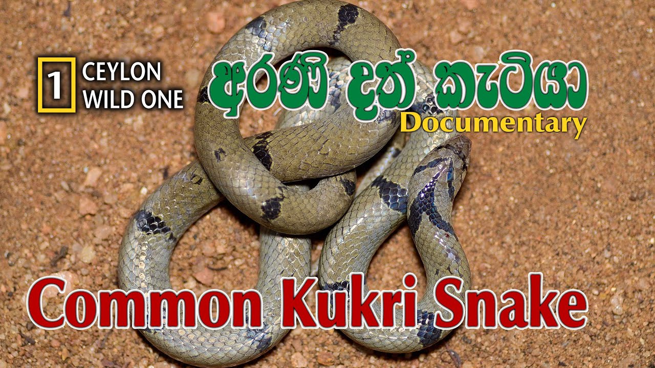 අරණි දත් කැටියා | Common Kukri Snake - Documentary - YouTube