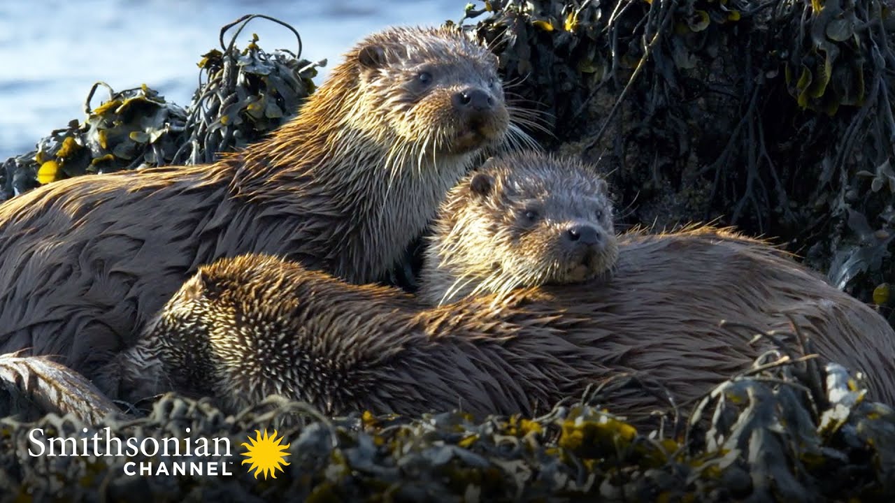 These Twin Otter Pups are Learning How to Adult 🦦 Stormborn ...