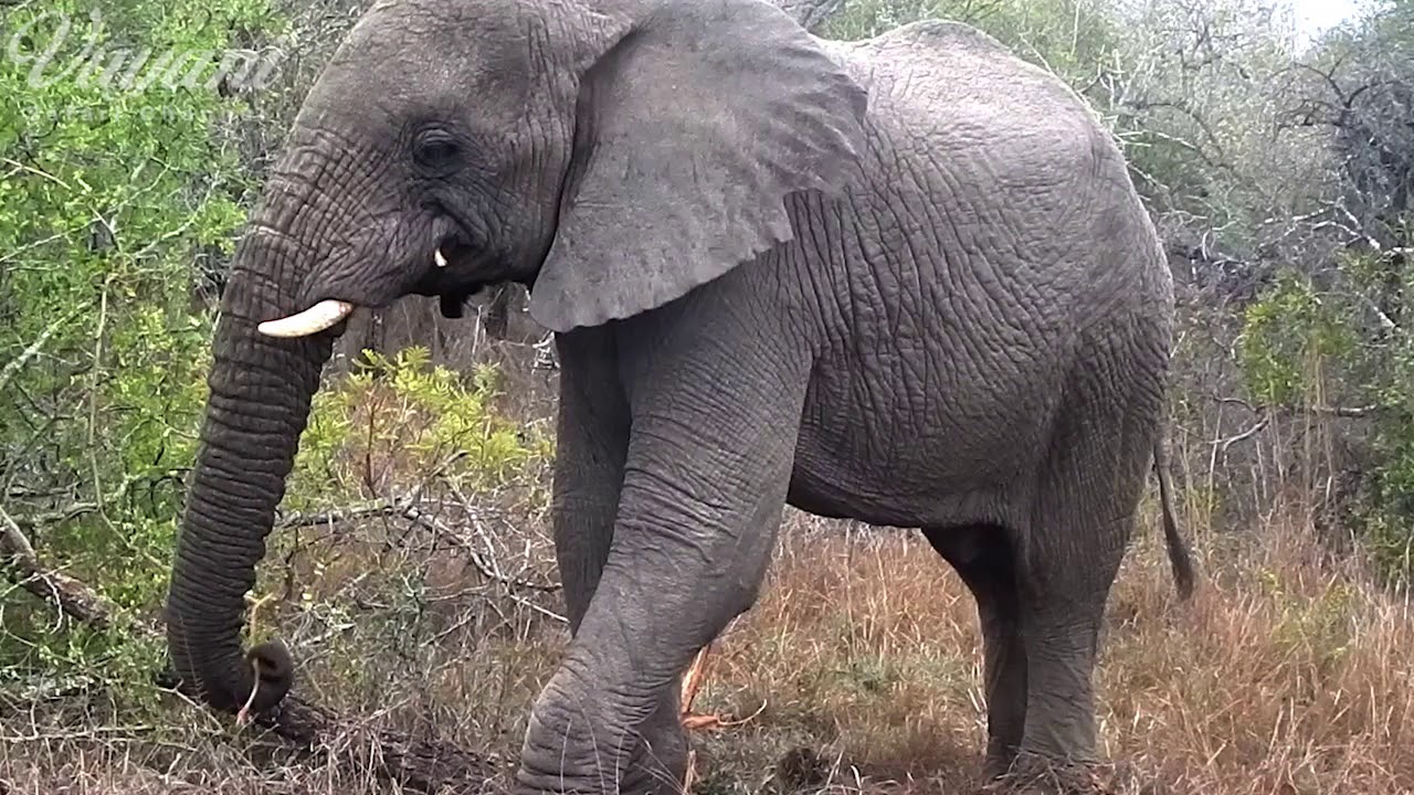 Vuyani Safari Lodge - Elephant busy eating tree roots. - YouTube