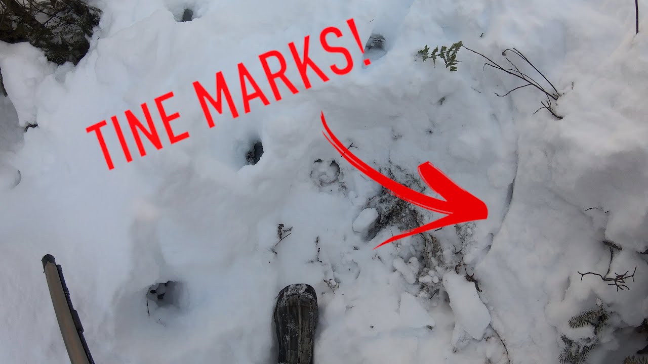 How to Track a BIG WOODS BUCK Multiple Days in Snow (Day 2 of 2) - YouTube
