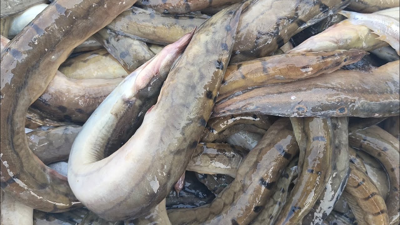 আজকের বাজার17/06/23 মাওয়া ঘাটে বাইম মাছ😱দাম কত দেখুন।padma river baim ...