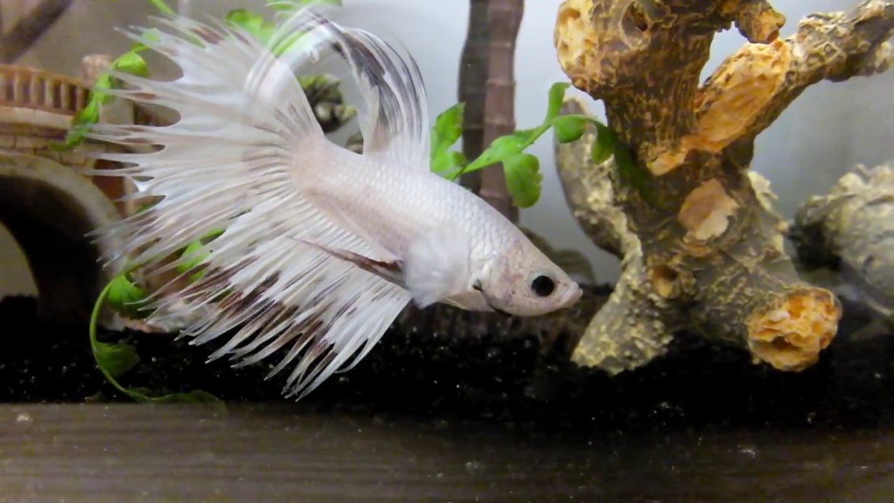 BETTA FISH ATTACKS CRAYFISH - YouTube