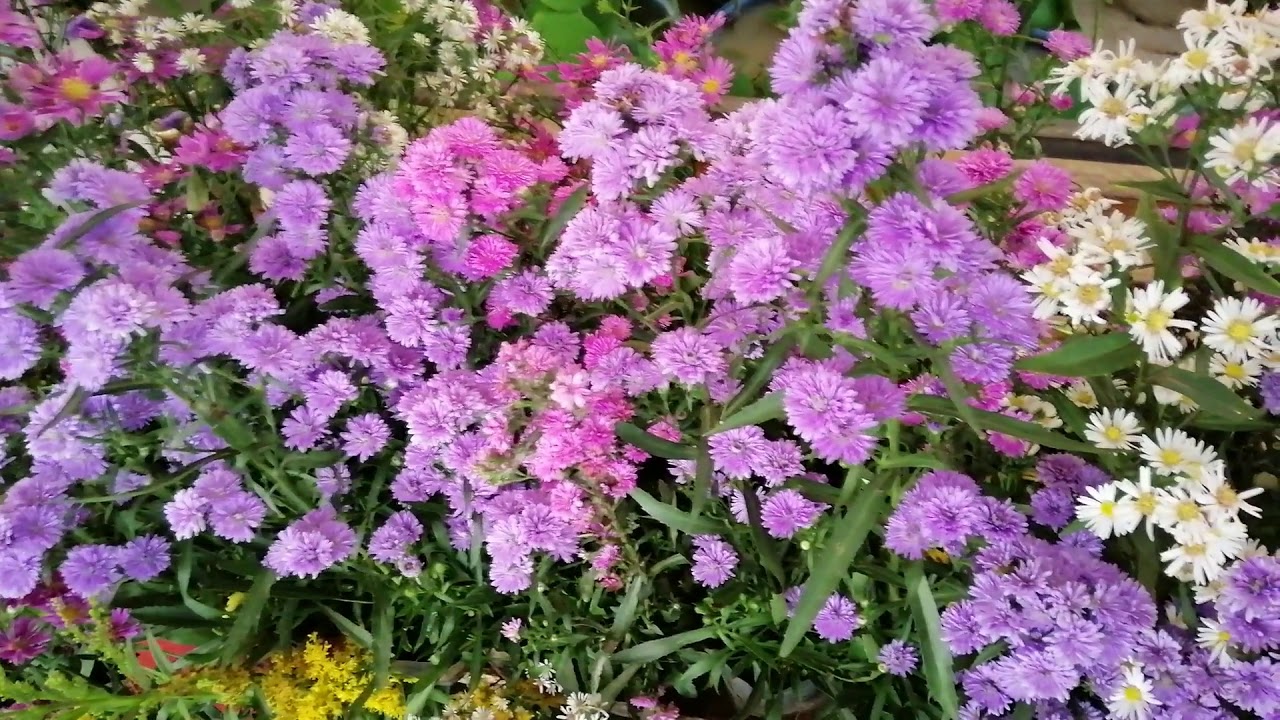 Corn Marigold / Glebionis segetum / kapuru flower - YouTube