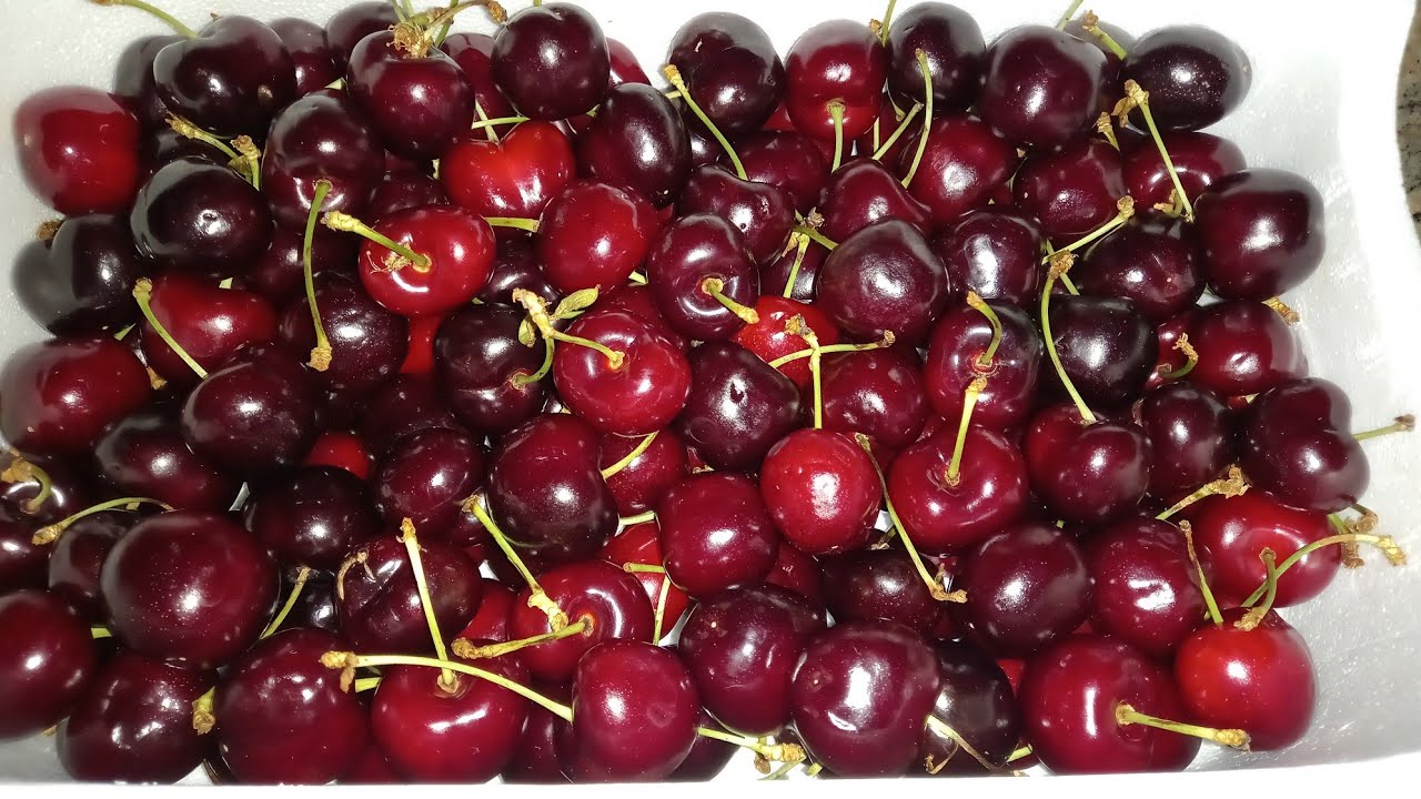 EUROPE. COLORFUL HARVESTED CHERRIES FRUIT - YouTube