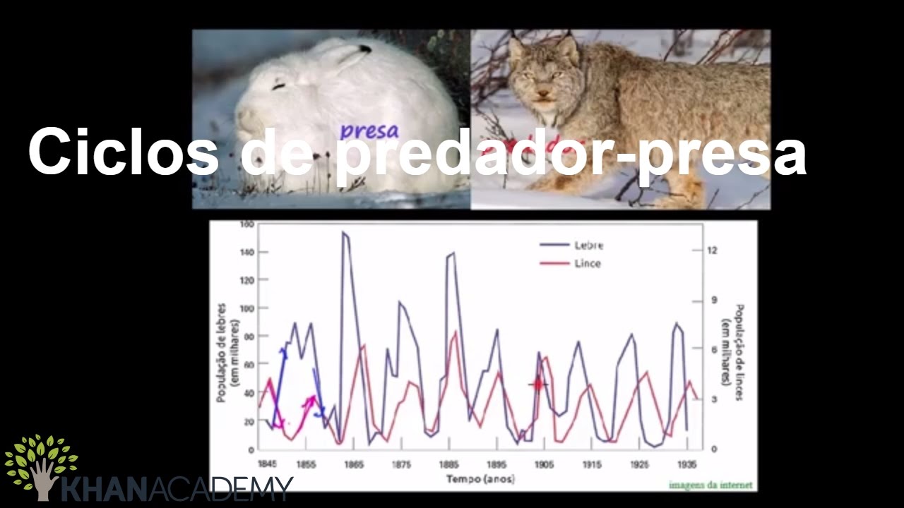 Ciclos de predador-presa | Ecologia | Biologia | Khan Academy - YouTube
