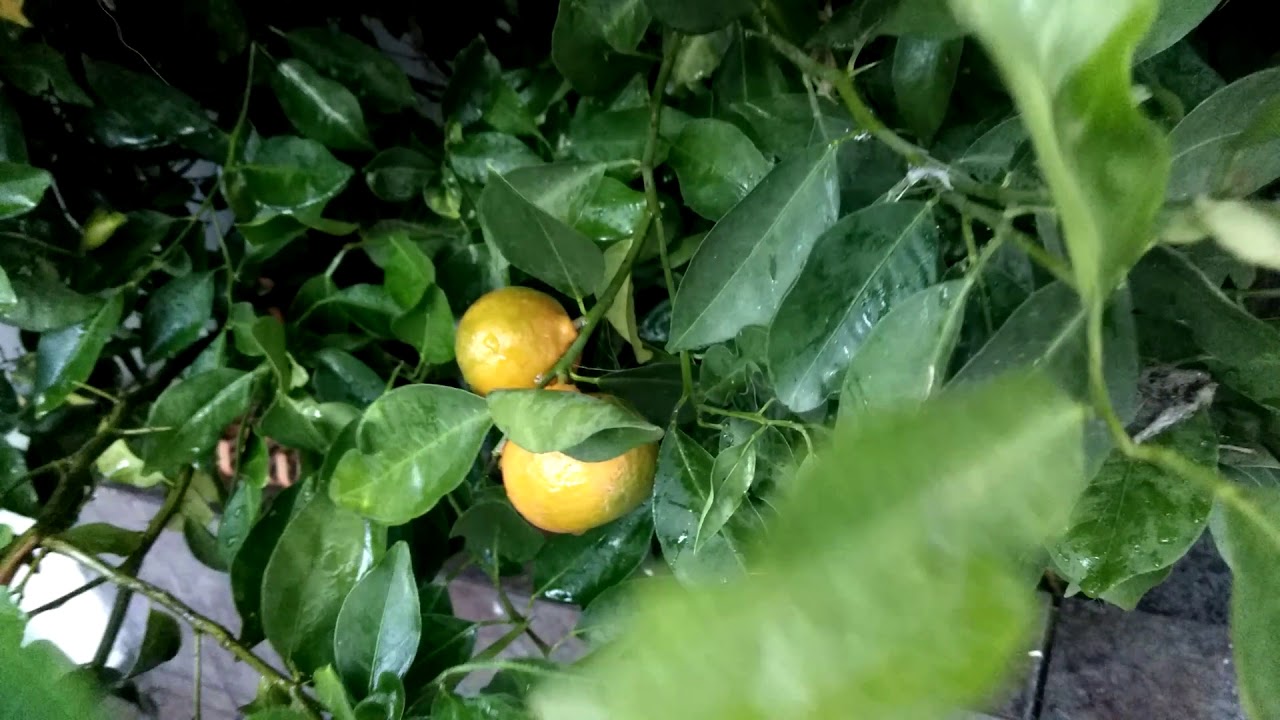 Mandarinas Mini - YouTube