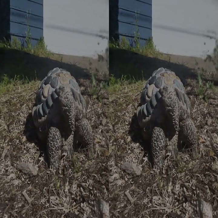 Two Turtles 3D Metadata - YouTube