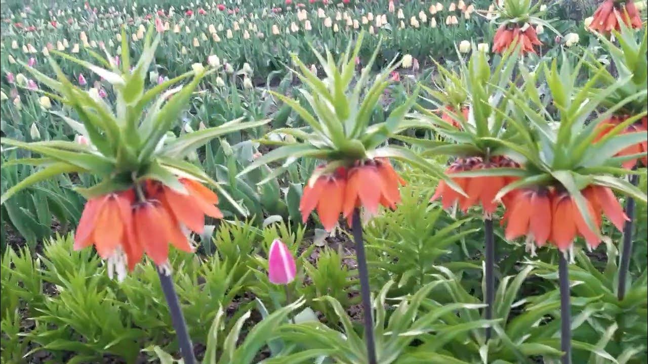 Цвіте Царська корона або Рябчик імператорський - YouTube