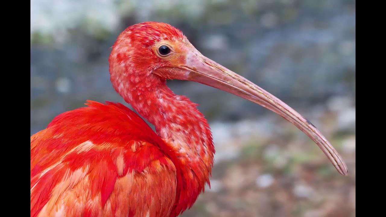 Sunanda Patnaik 1968 - YouTube