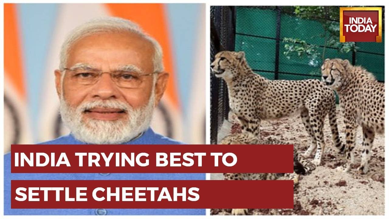 PM Modi Speech On Releasing Cheetahs: 'India Giving Message Economy ...