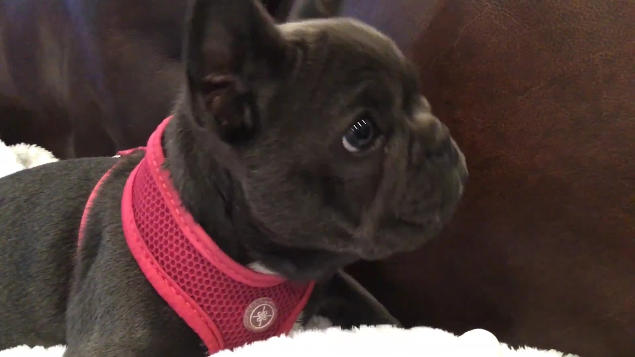 Hi guys I’m a frenchie from Connecticut now I live in Massachusetts ...