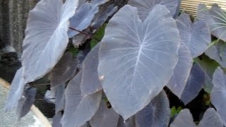 Colocasia Esculenta - Black Magic Plant