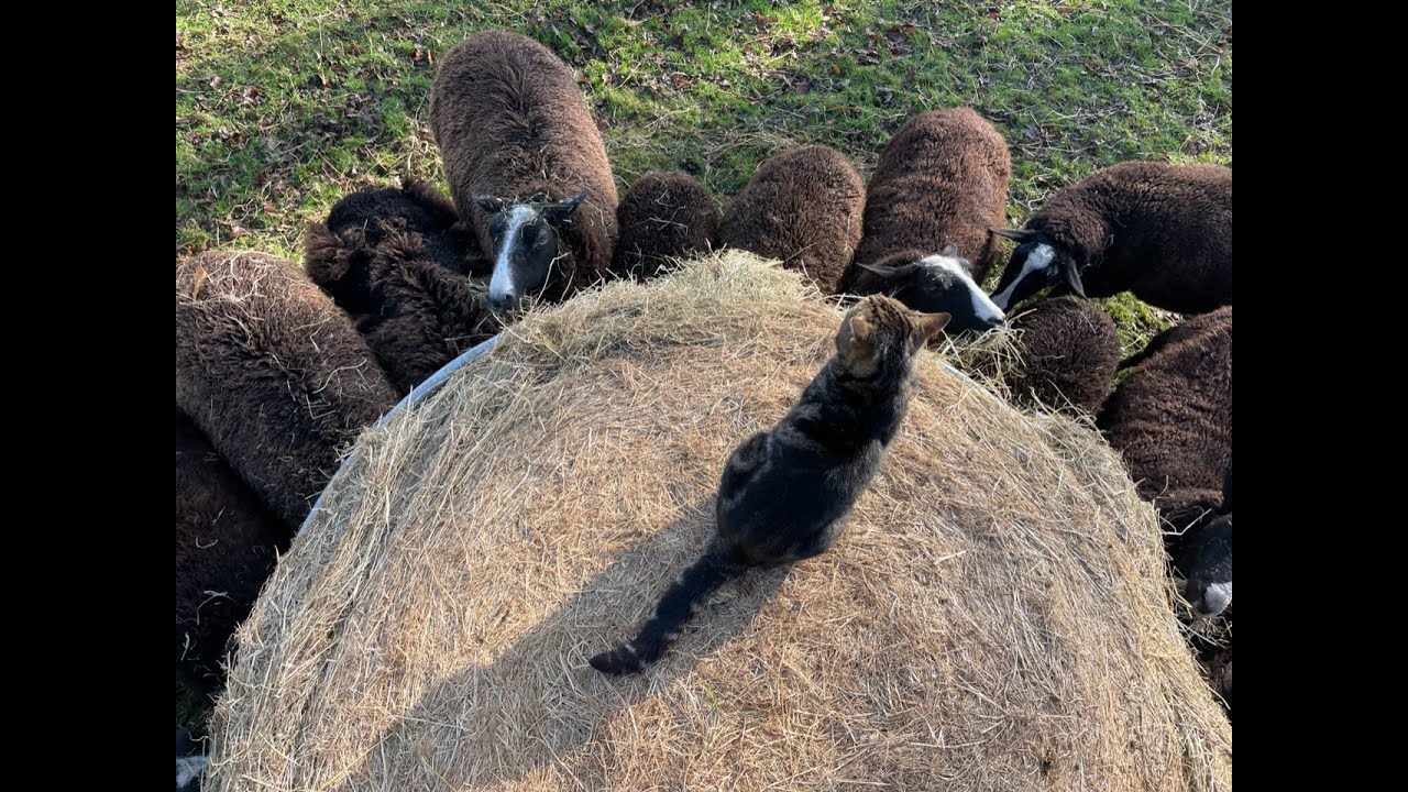 My phone survived stampede & cats take part in fresh hay inspection ...
