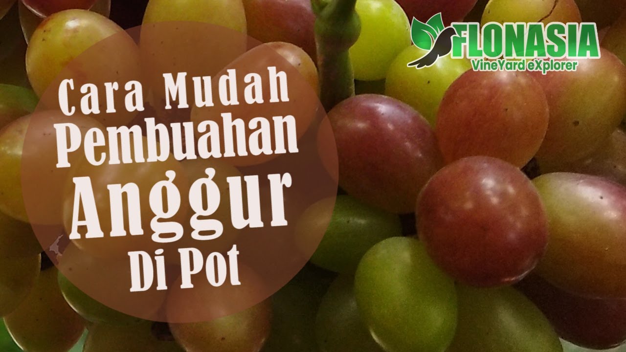 Cara Mudah Membuahkan Anggur Di Pot - YouTube