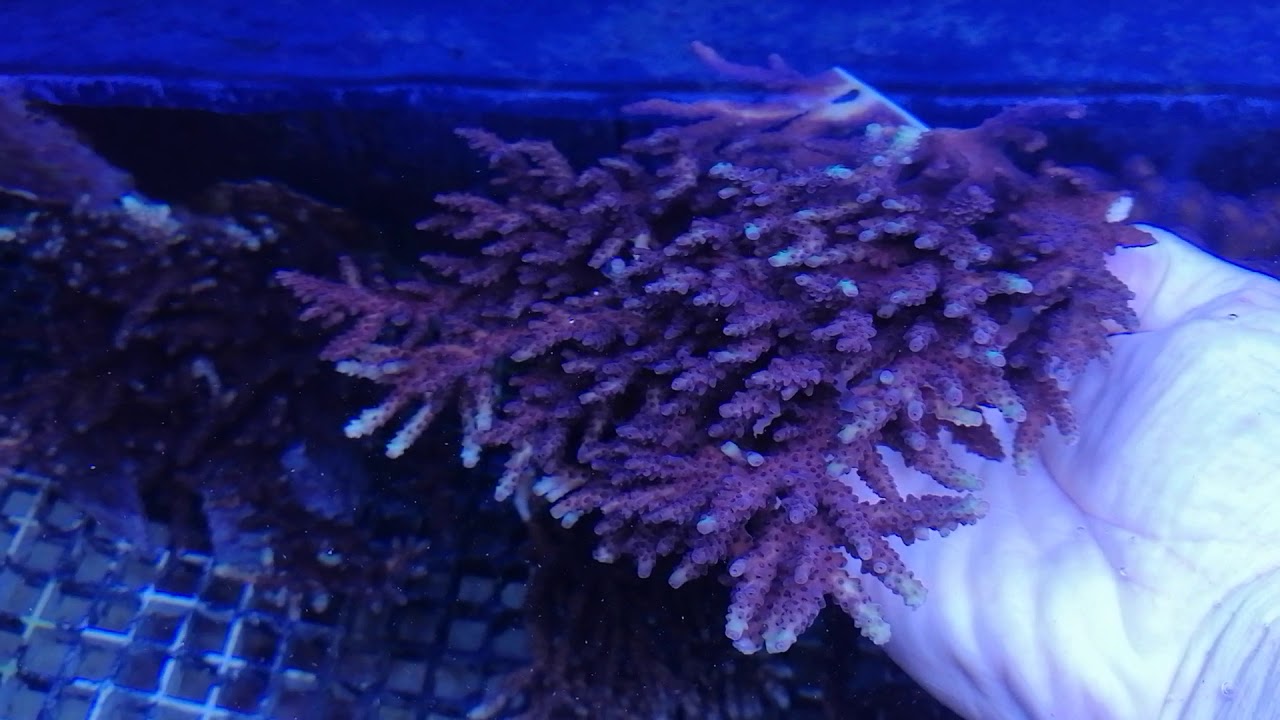 Acropora divaricata purple-indo XL 16CM coral gandalf - YouTube