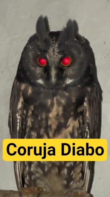 Coruja Diabo - YouTube